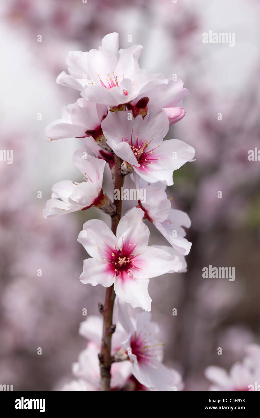 Almond flowers hi-res stock photography and images - Alamy