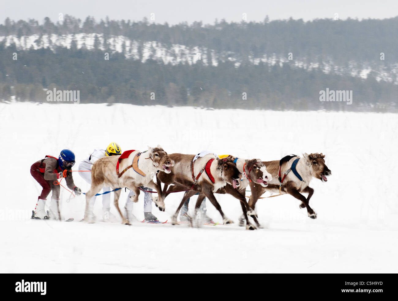 Reindeer racing in Inari, Lapland, Finland Stock Photo - Alamy