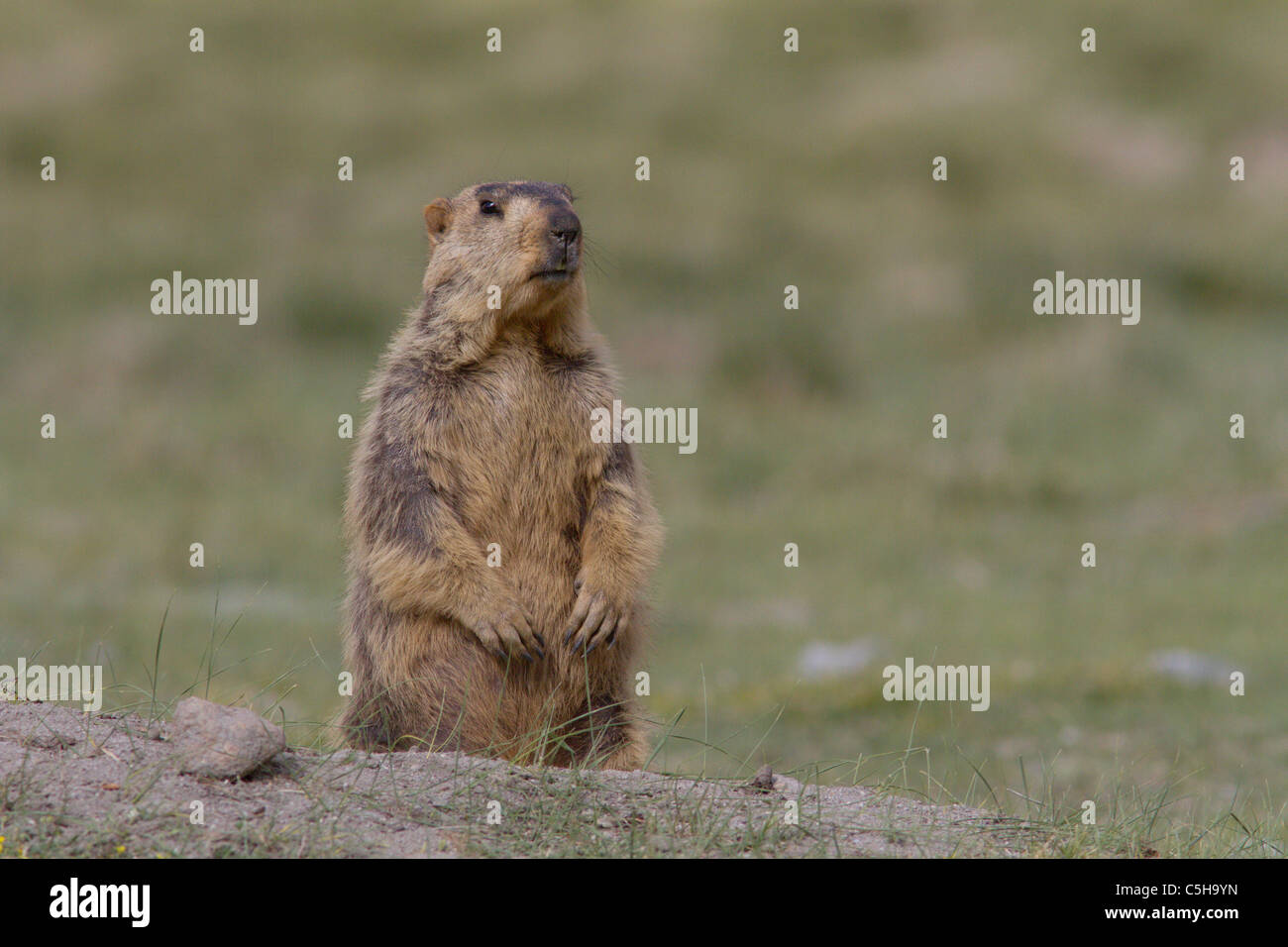 Marmota himalayana hi-res stock photography and images - Alamy