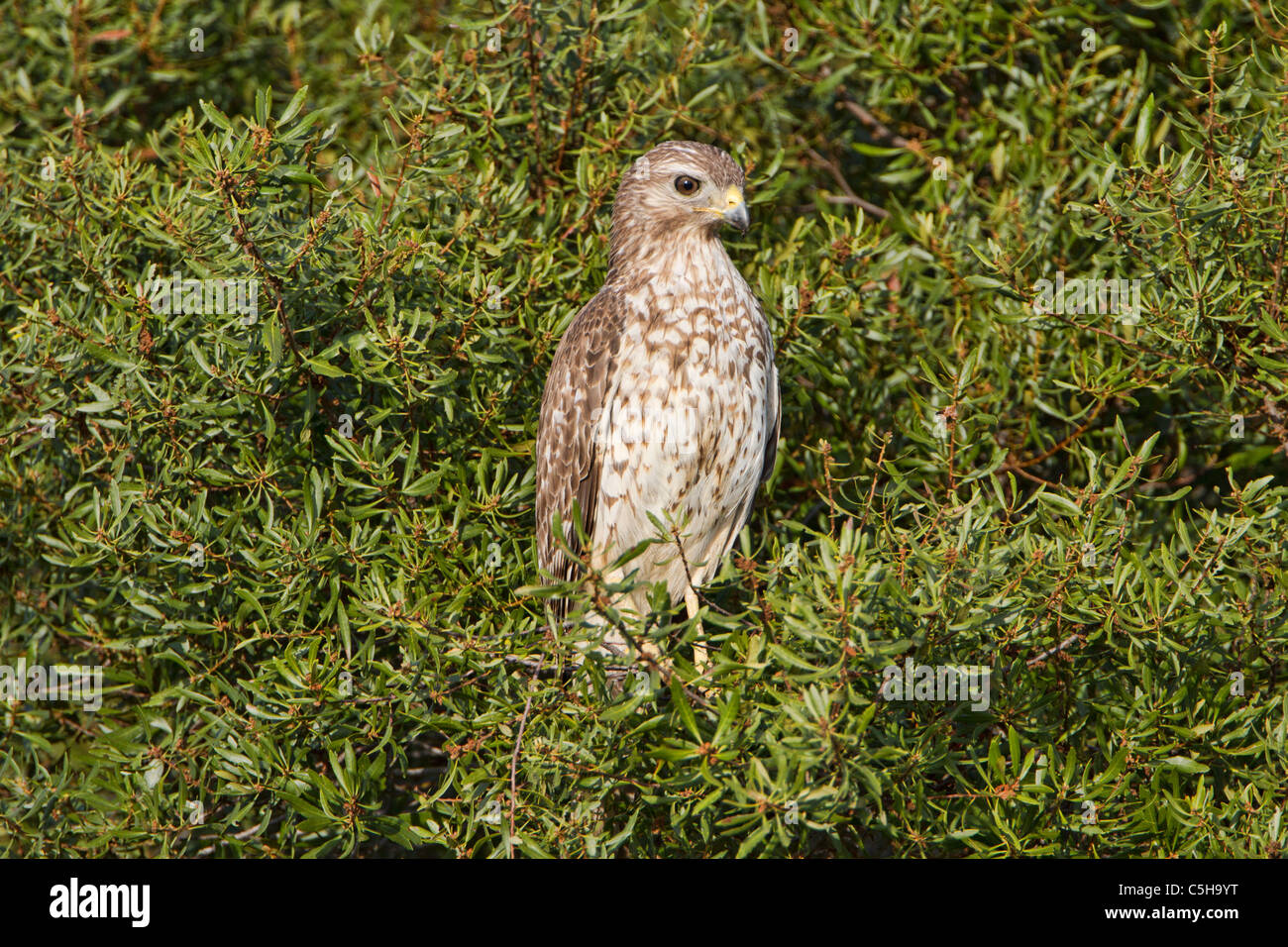 Sharp shinned hawk hi-res stock photography and images - Alamy