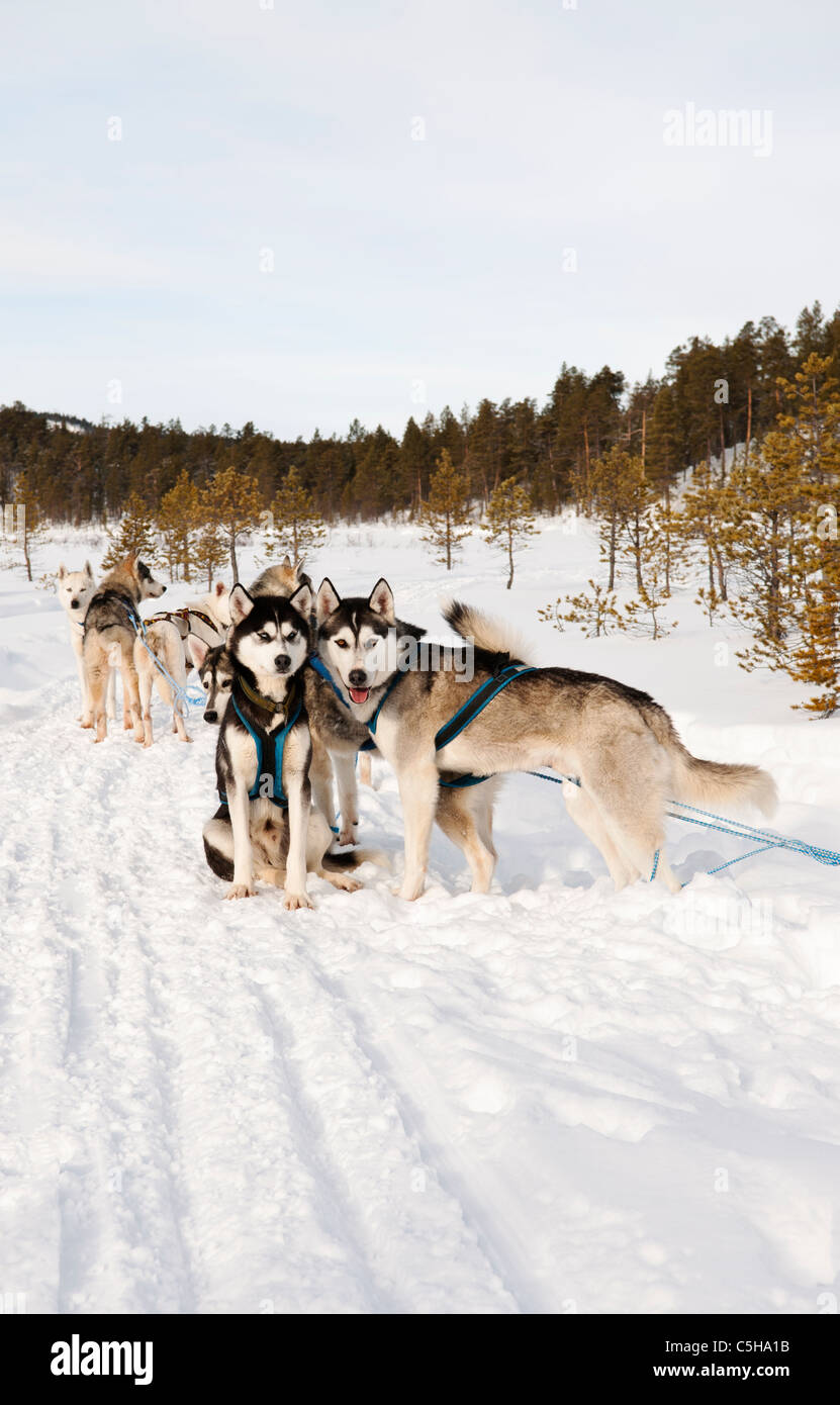 Husky ride finnish lapland hi-res stock photography and images - Alamy