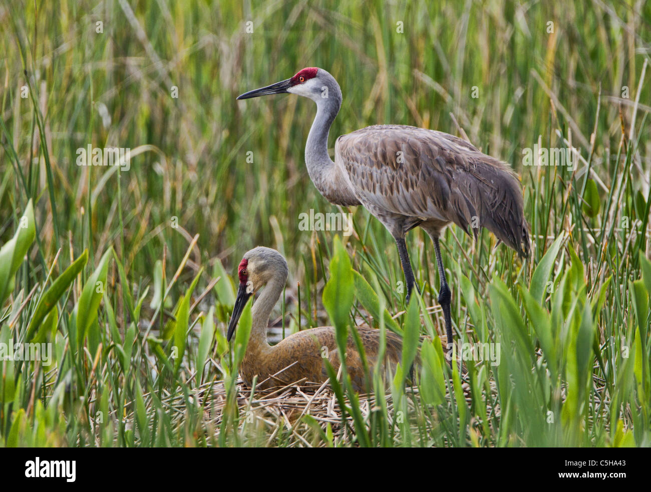 Nesting crane hi-res stock photography and images - Alamy