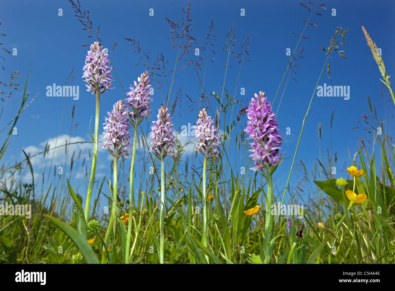 Southrepps common hi-res stock photography and images - Alamy