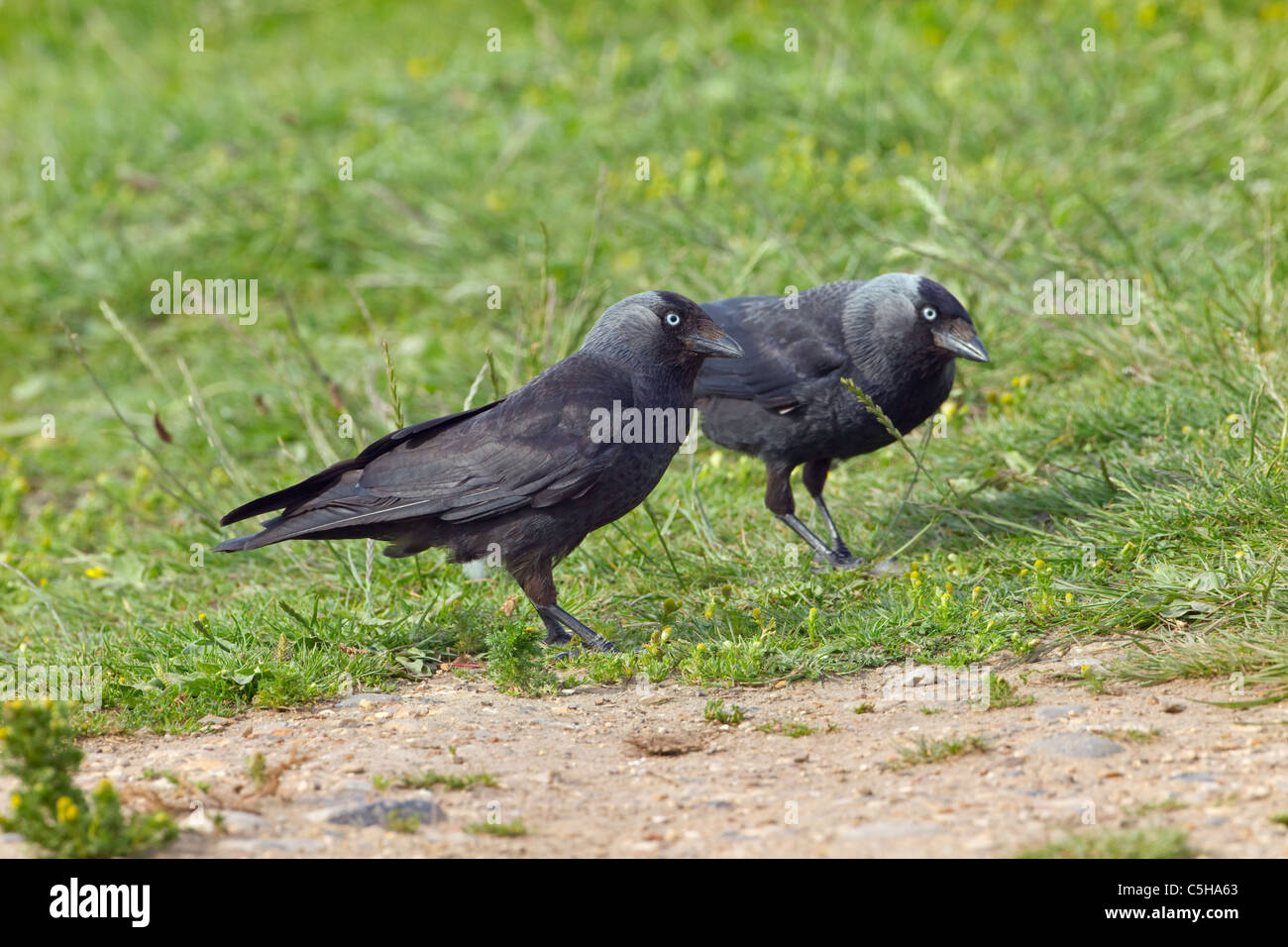 Preening crow hi-res stock photography and images - Alamy