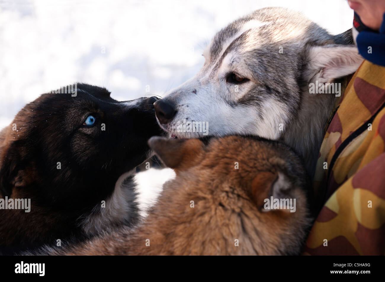Husky handler with puppies, Lapland, Finland Stock Photo - Alamy