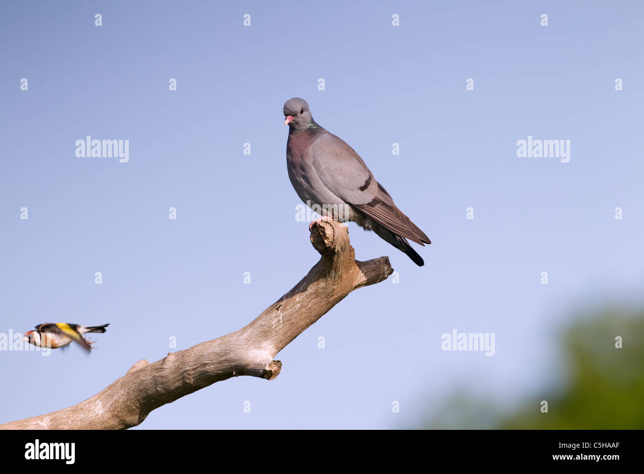 Pretty dove hi-res stock photography and images - Alamy