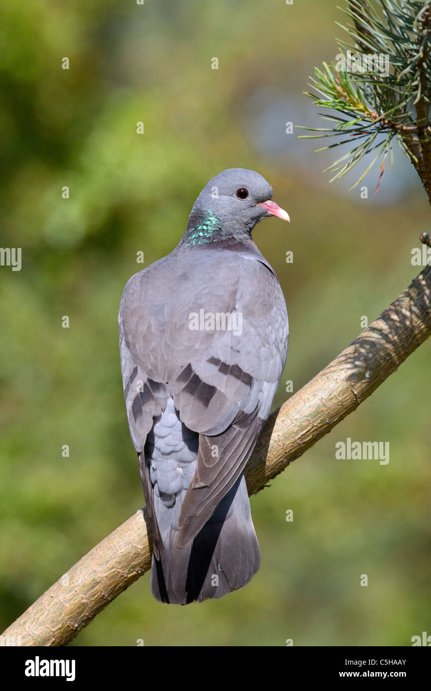 Grey doves hi-res stock photography and images - Alamy