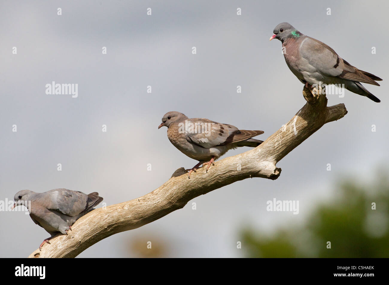 Juvenile doves hi-res stock photography and images - Alamy