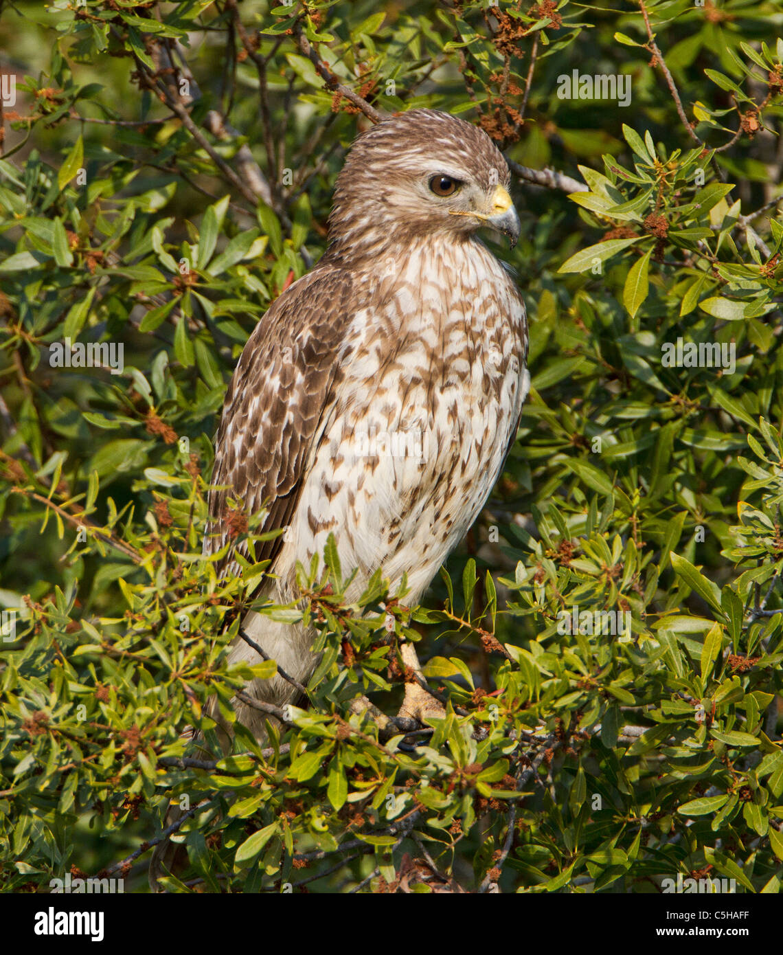 Sharp shinned Hawk (Accipiter striatus) perching Stock Photo - Alamy