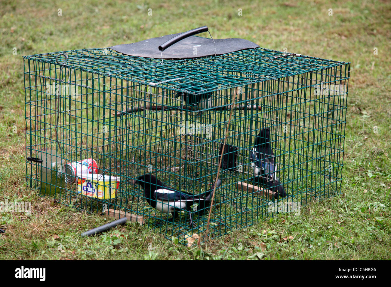Larsen Trap used to trap Magpies - the bait Magpie has attracted two ...