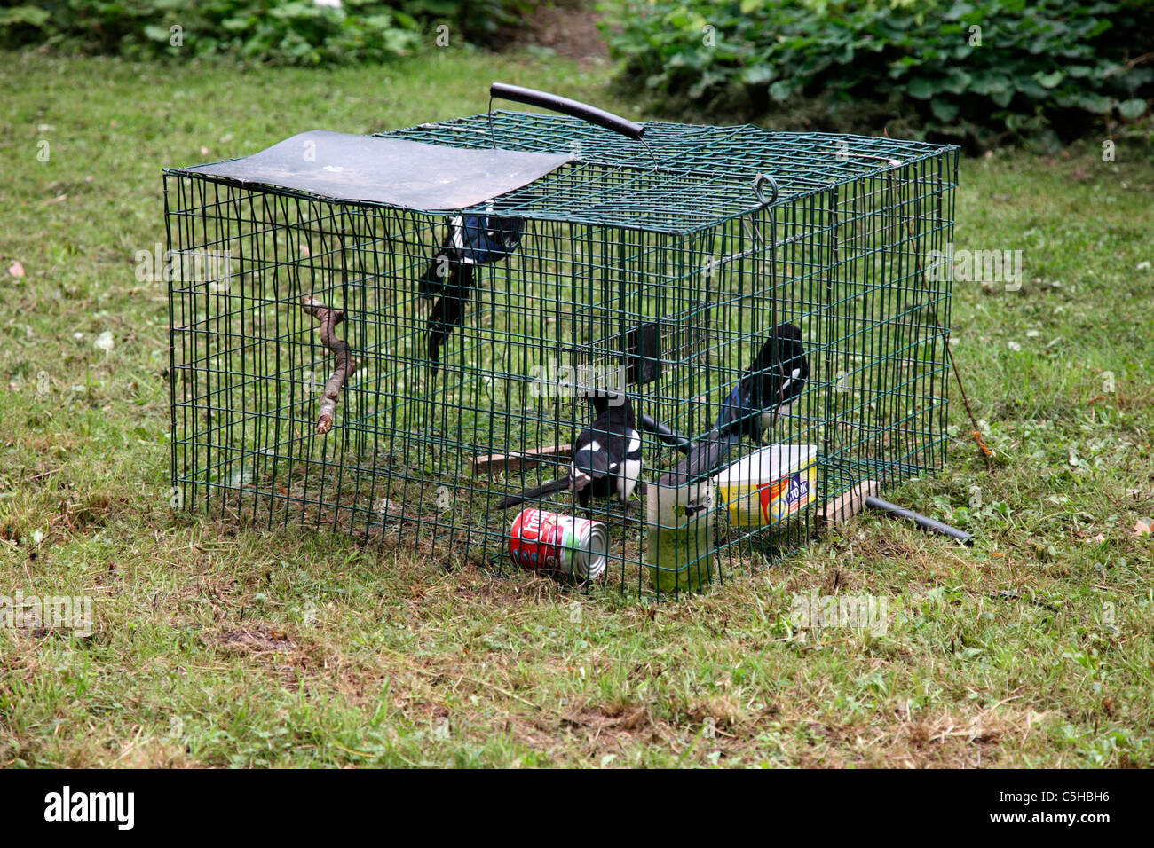 Larsen Trap used to trap Magpies - the bait Magpie has attracted two ...