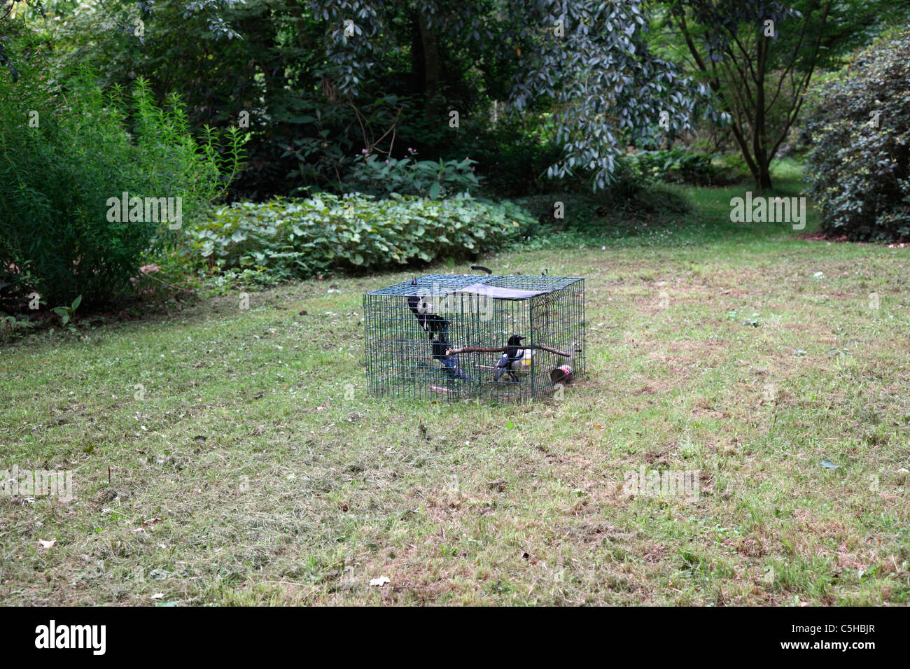 Larsen Trap used to trap Magpies - the bait Magpie has attracted two ...