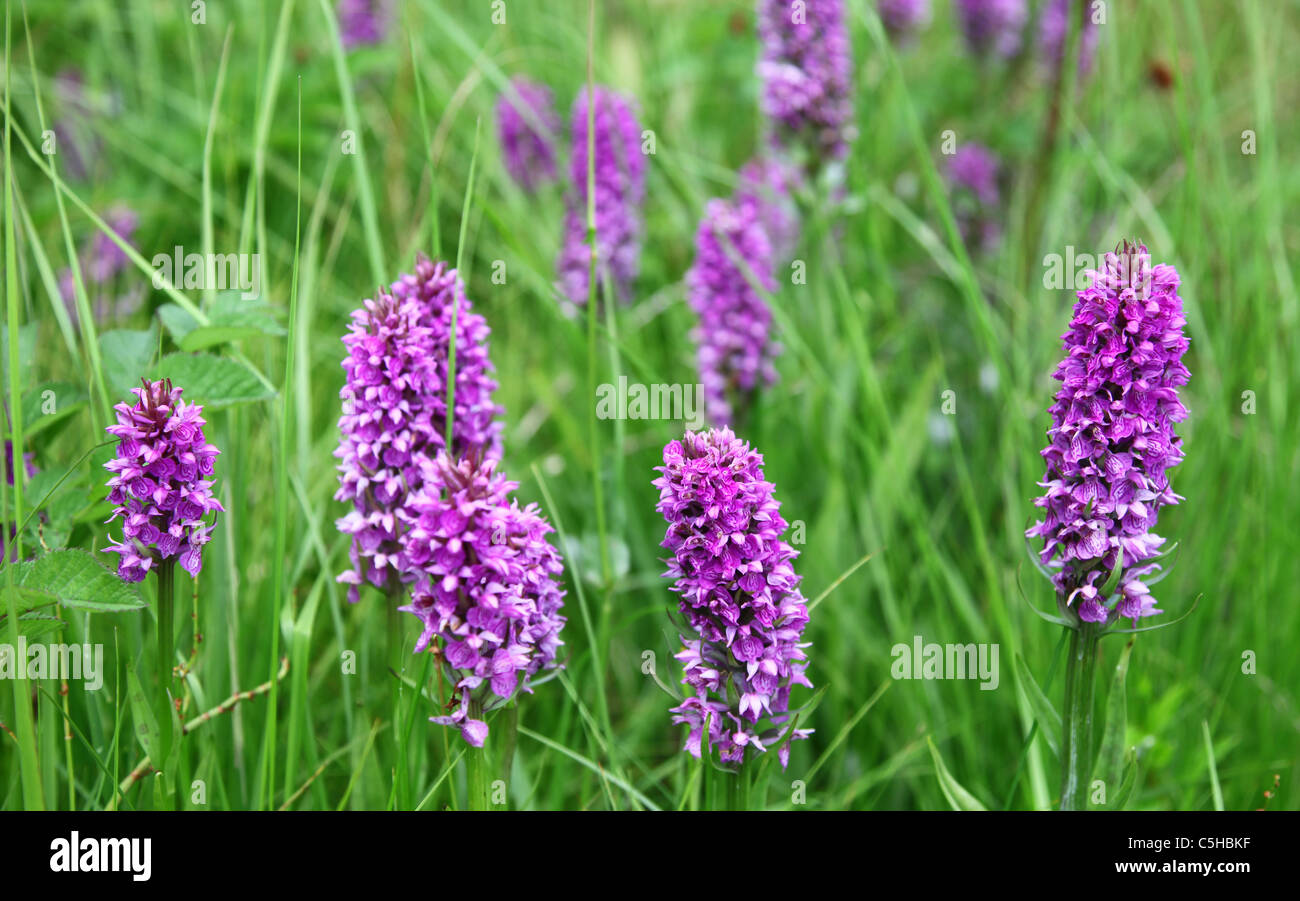 A field of Common Spotted Orchids (Dactylorhiza fuchsii), England, UK ...
