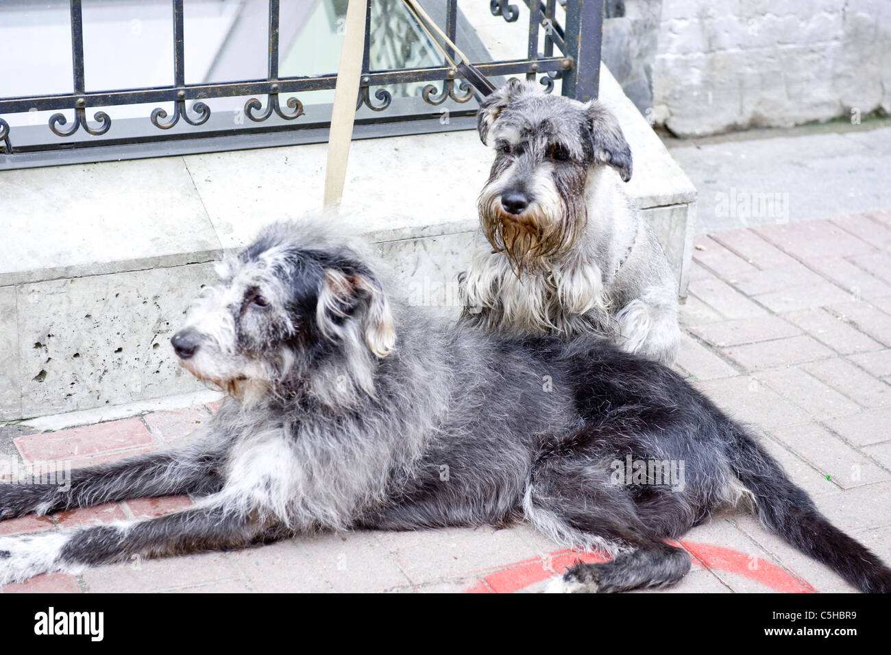 Lady tramp dogs hi-res stock photography and images - Alamy