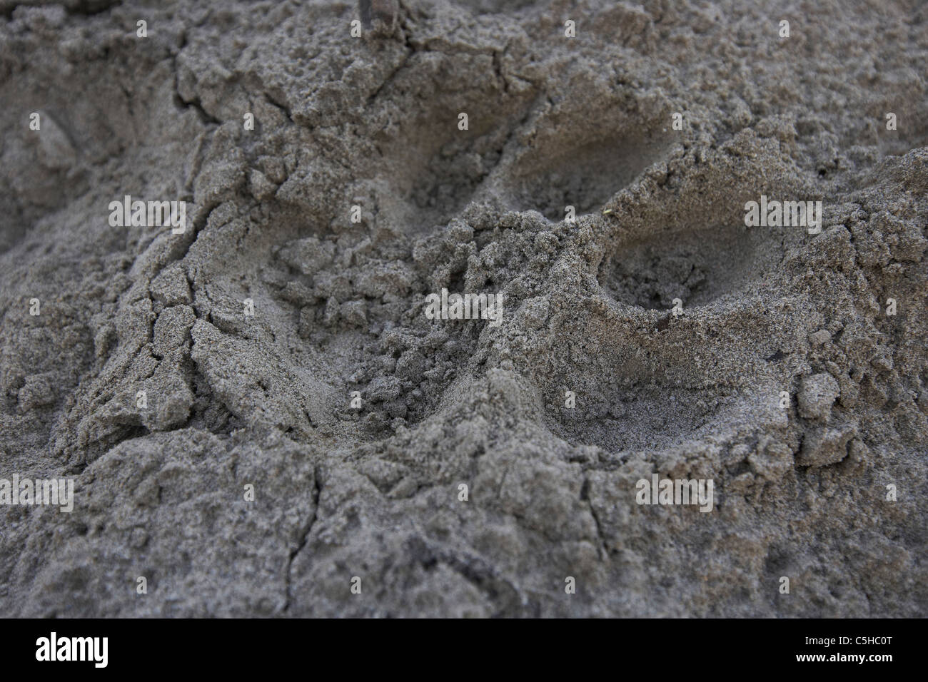 Tiger pug mark hi-res stock photography and images - Alamy