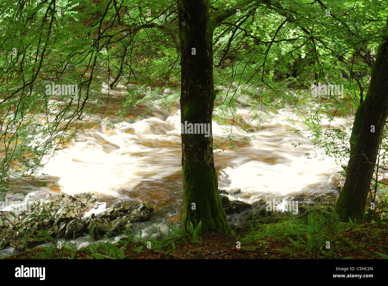 Rapids on Afon Mawddach, Coed y Brenin, Snowdonia National Park, North ...