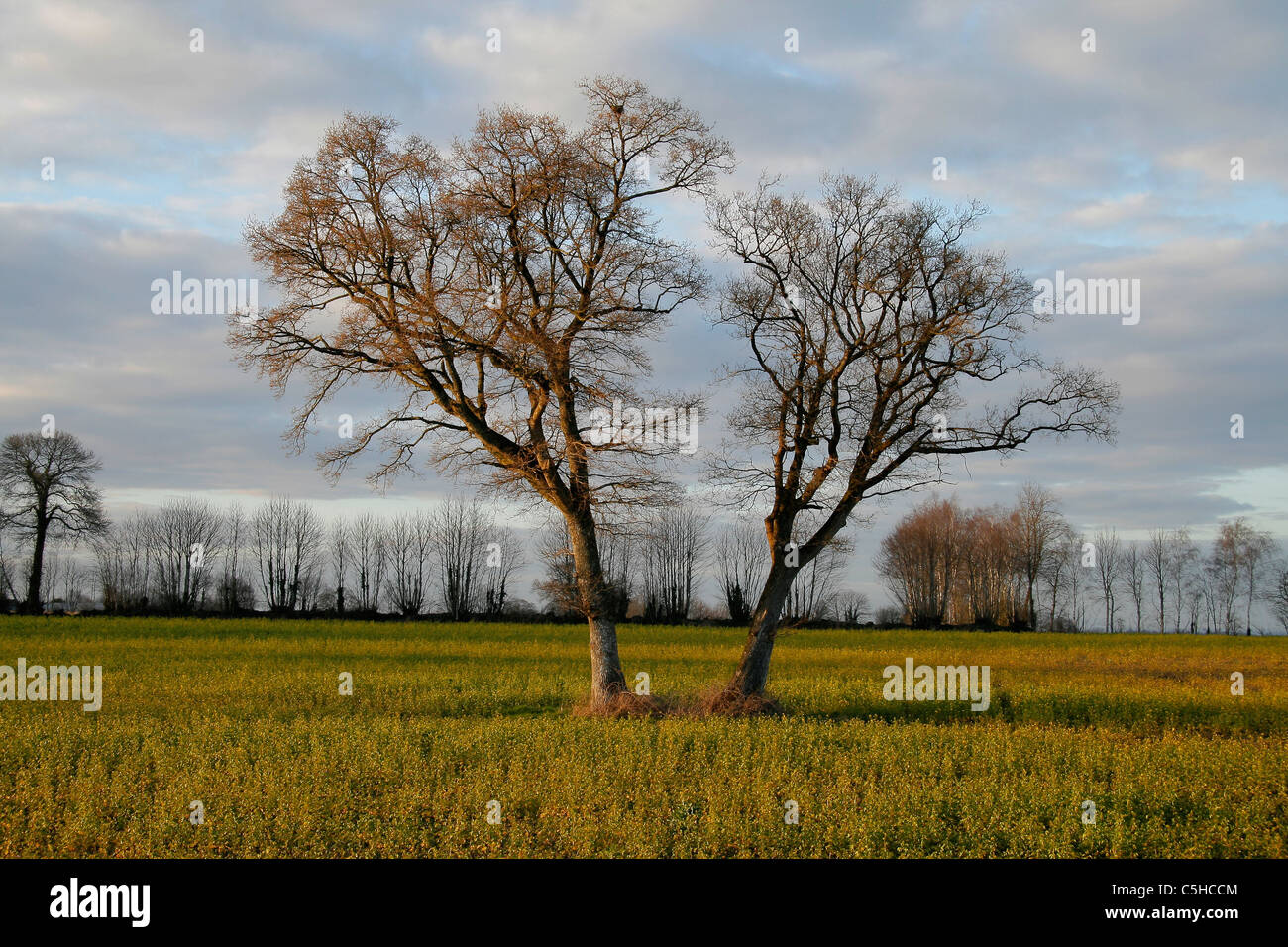 two oak trees facing each other in a field (Mayenne, Pays de la Loire ...