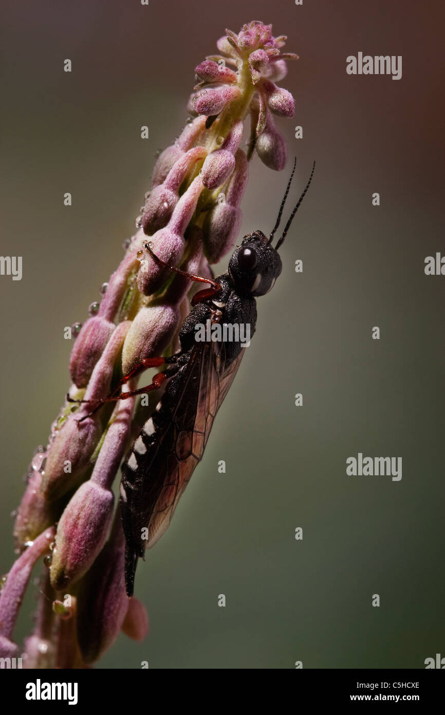 Insect sitting hi-res stock photography and images - Alamy
