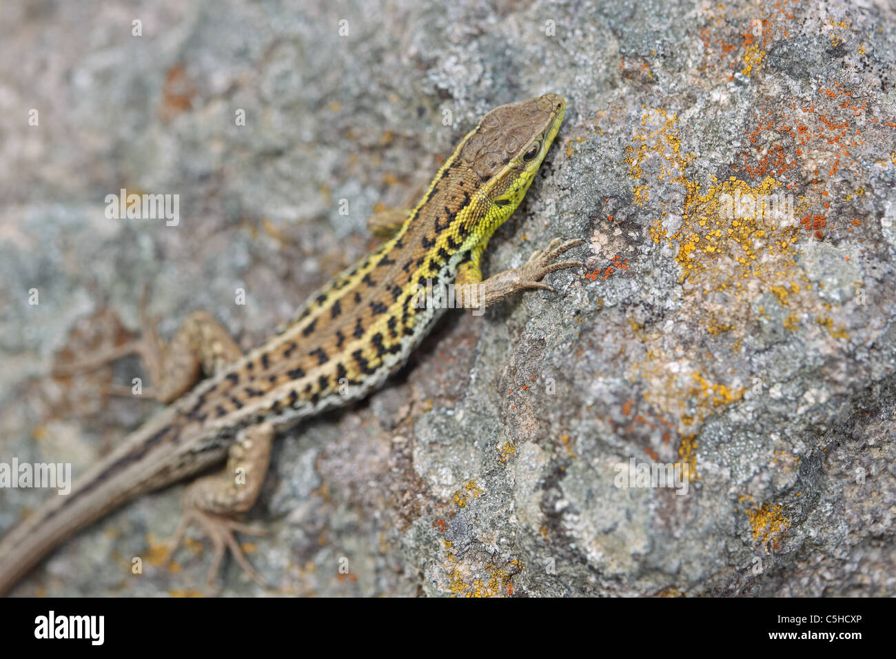 Snake-eyed Lizard (Ophisops elegans macrodactylus Stock Photo - Alamy
