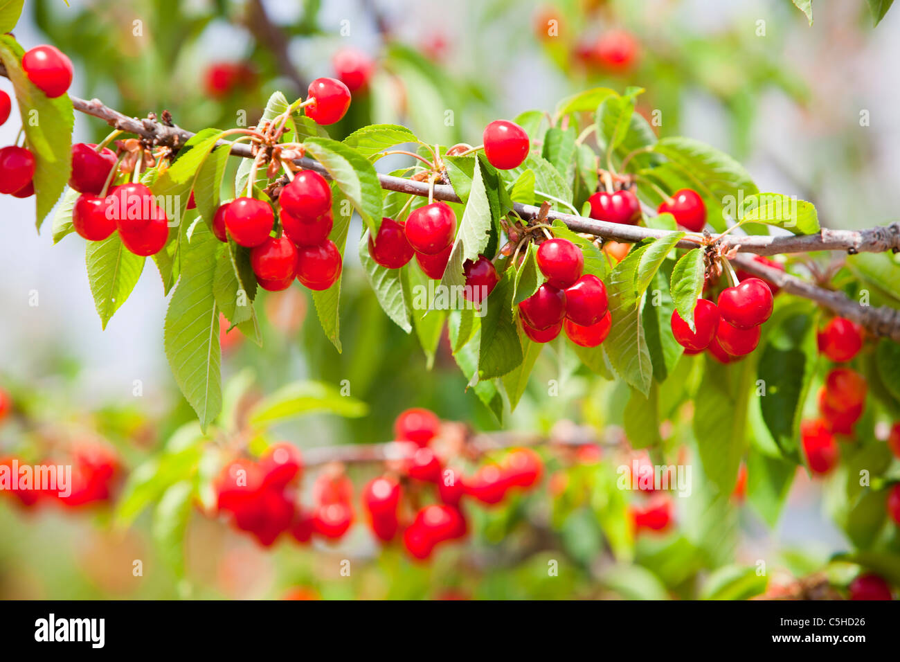 Cherry trees in an orchard near Villena, Murcia, Spain Stock Photo - Alamy