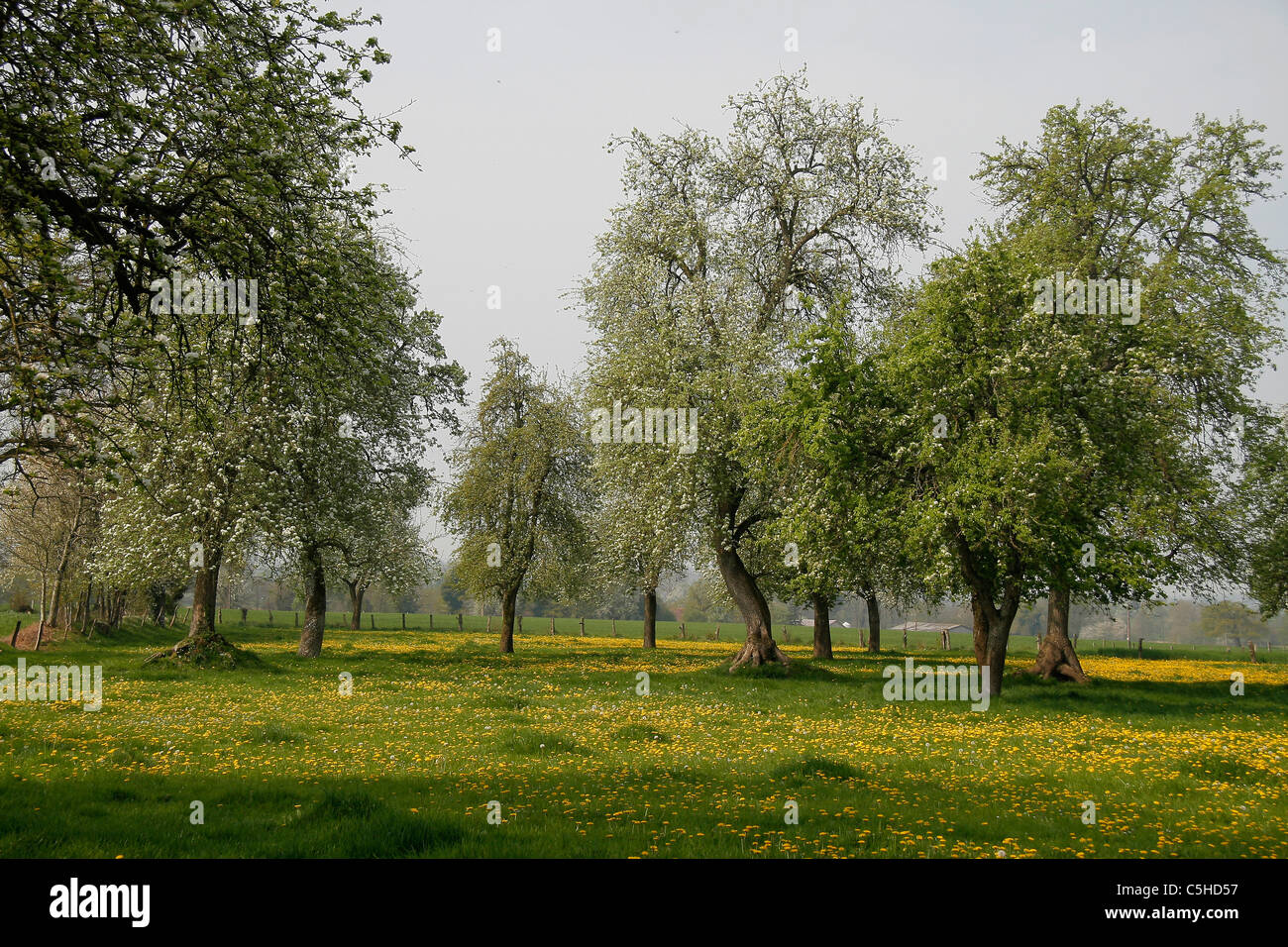 Perry pear orchard hi-res stock photography and images - Alamy