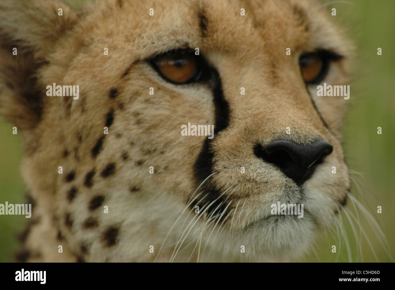 A leopards face, close up Stock Photo - Alamy