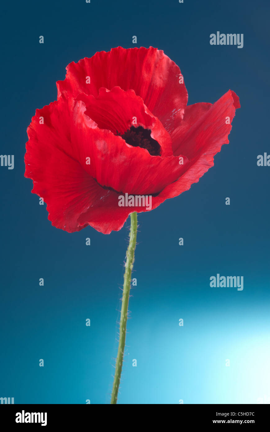 still life of red poppy Stock Photo - Alamy
