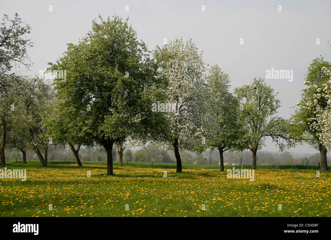 Orne normandy cider hi-res stock photography and images - Alamy