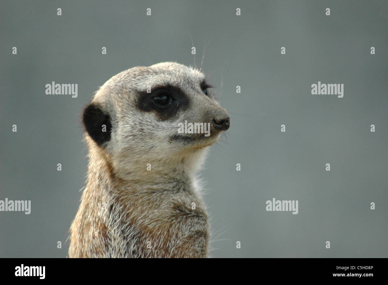 Meerkat longleat hi-res stock photography and images - Alamy