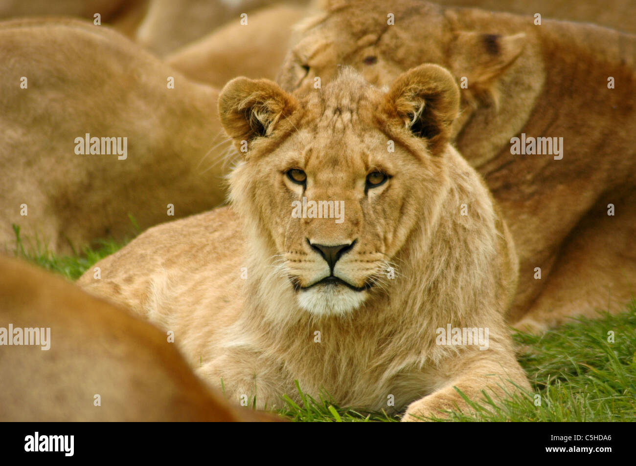 Golden lioness with her pride Stock Photo - Alamy