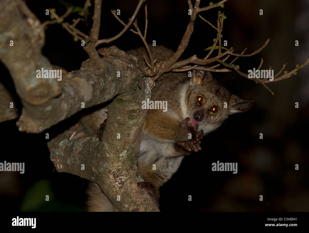 Thick-tailed (greater) galago Stock Photo - Alamy