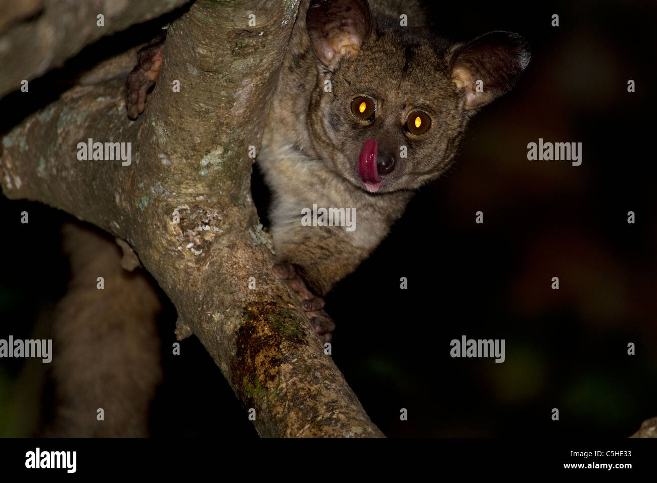 Thick-tailed (greater) galago Stock Photo - Alamy