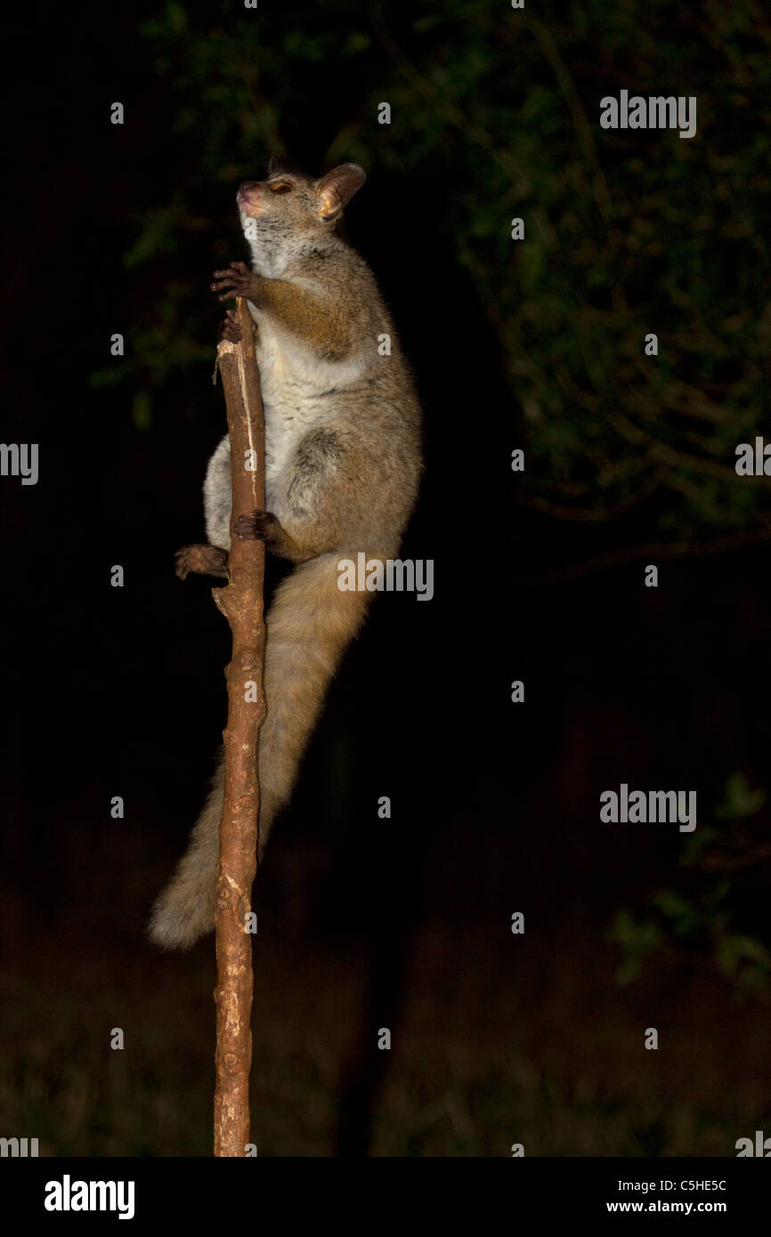 Thick-tailed (greater) galago Stock Photo - Alamy