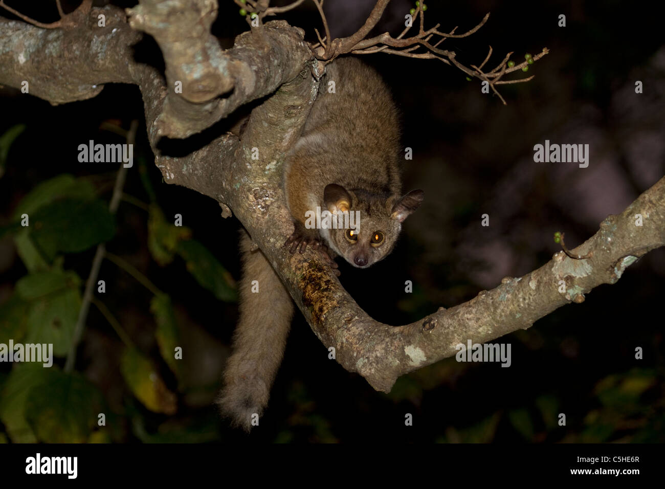 Thick-tailed (greater) galago Stock Photo - Alamy