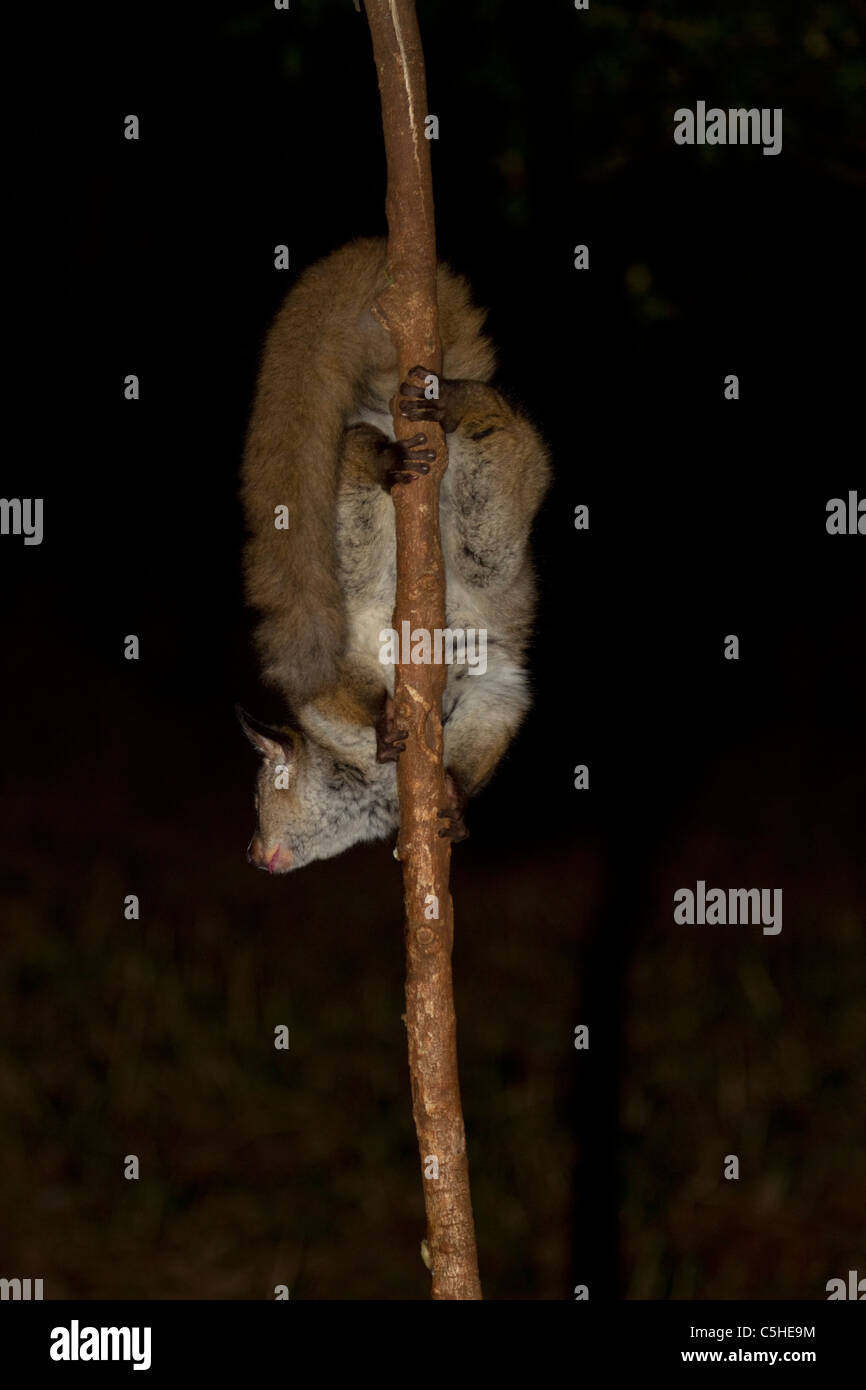 Thick-tailed (greater) galago Stock Photo - Alamy