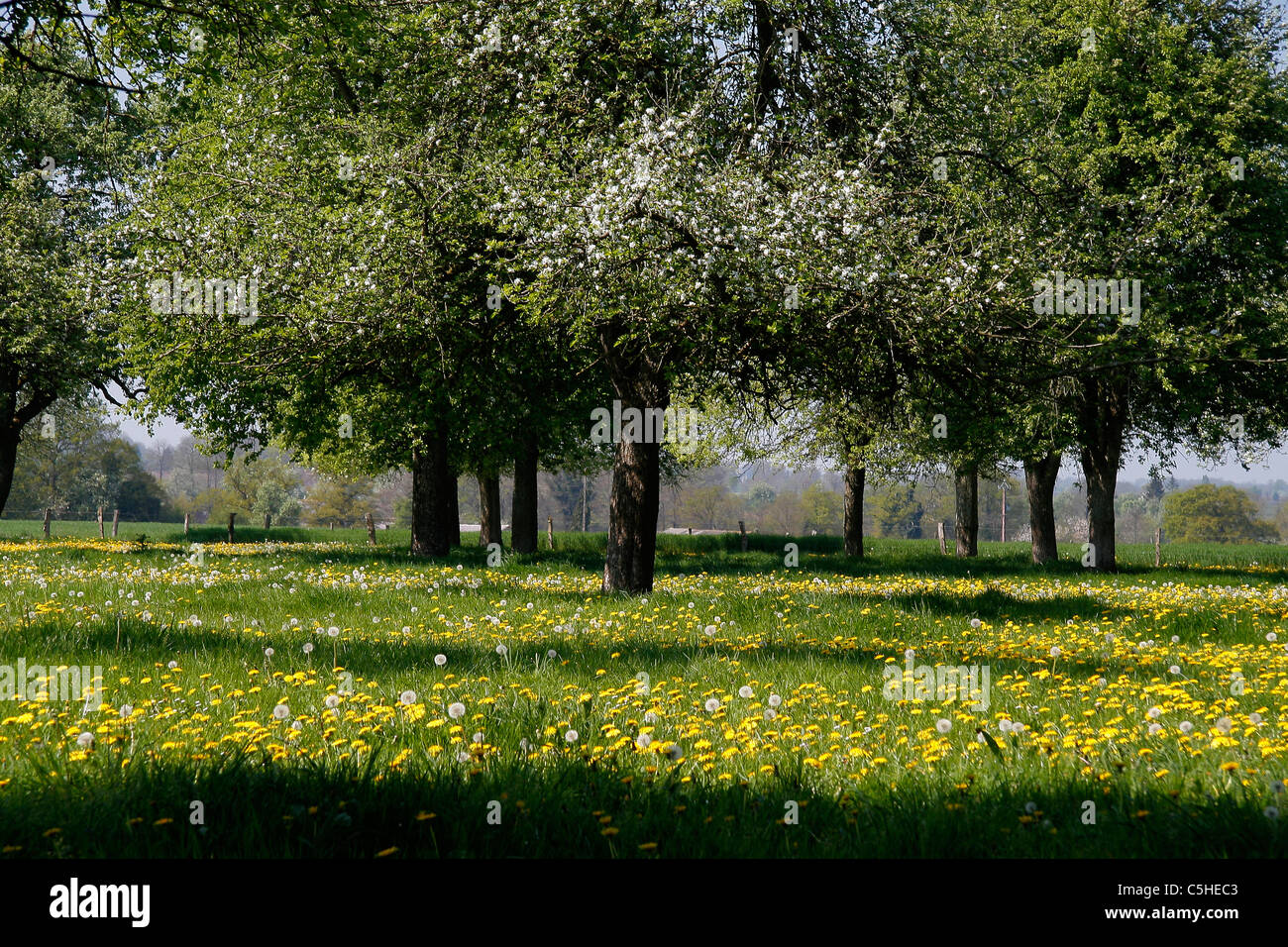 Normandy cider landscape hi-res stock photography and images - Alamy