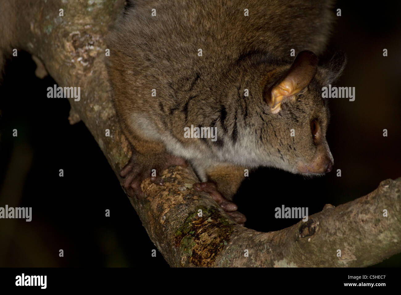 Thick-tailed (greater) galago Stock Photo - Alamy