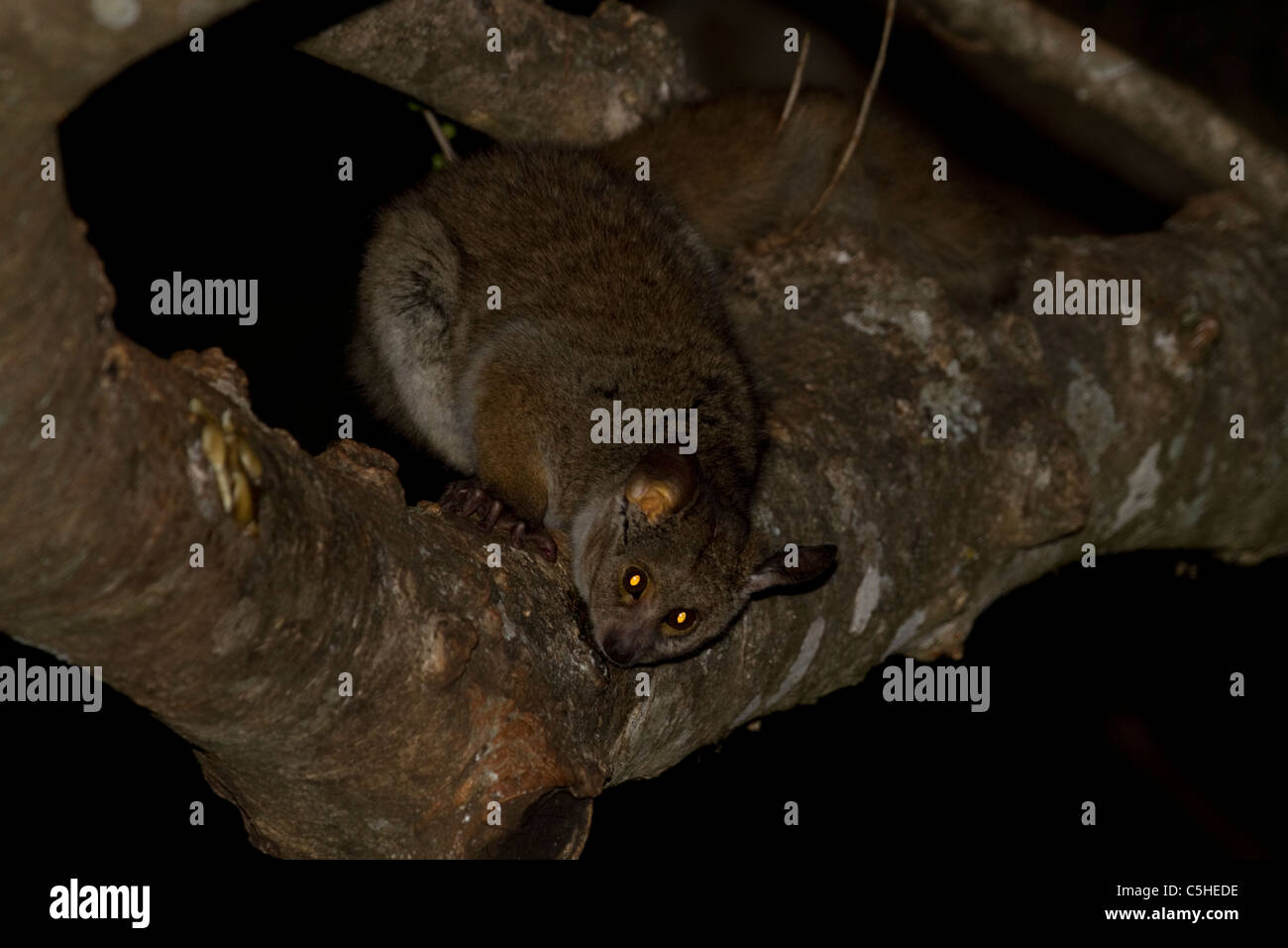 Thick-tailed (greater) galago Stock Photo - Alamy