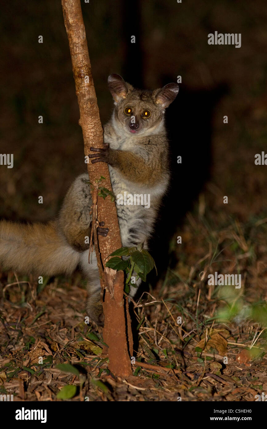 Thick-tailed (greater) galago Stock Photo - Alamy