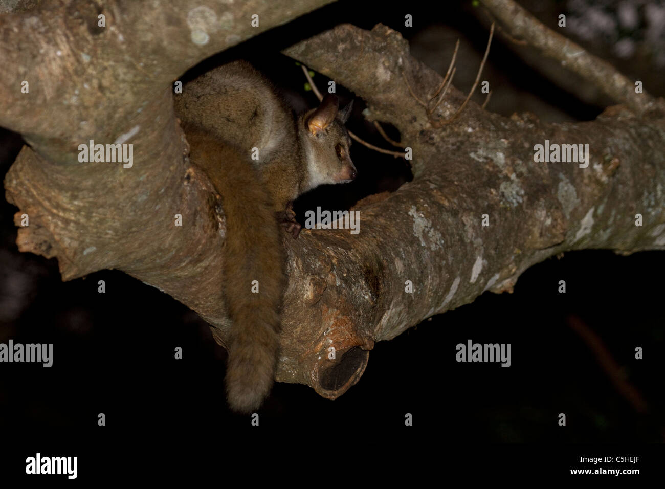 Thick-tailed (greater) galago Stock Photo - Alamy