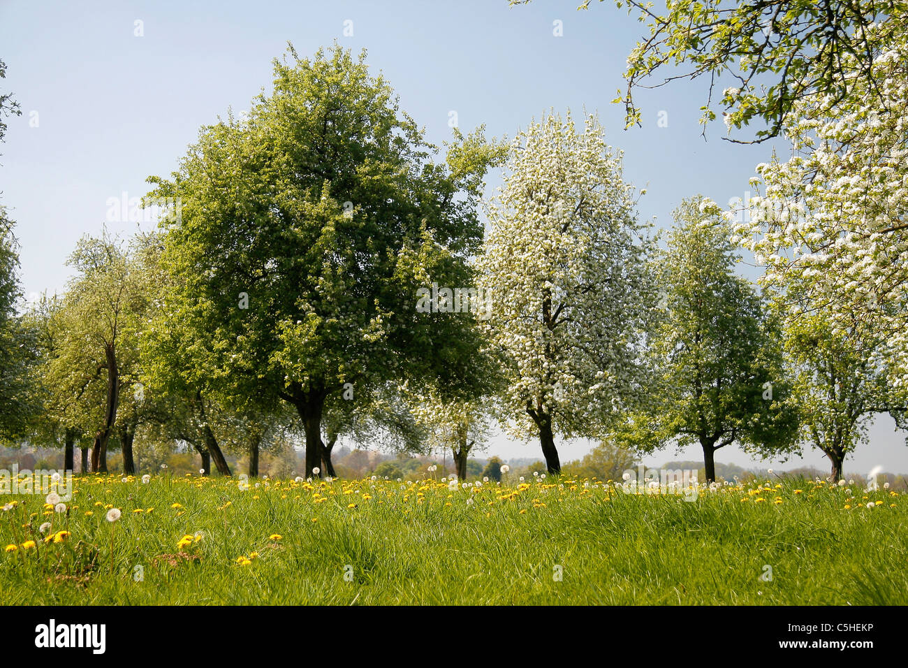Perry pear orchard in Normandy at spring Stock Photo - Alamy