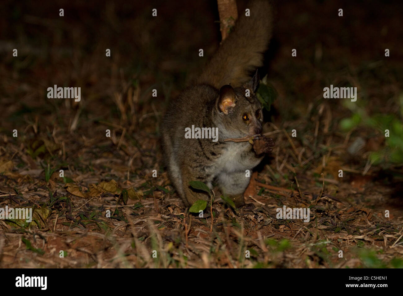 Thick-tailed (greater) galago Stock Photo - Alamy
