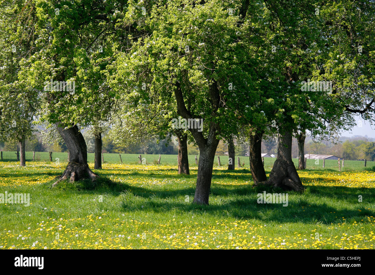 Perry pear orchard in Normandy (France Stock Photo - Alamy