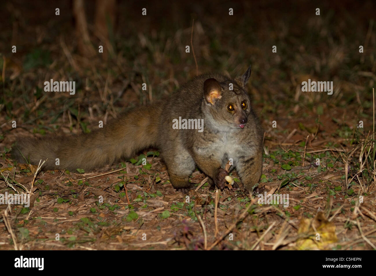 Thick-tailed (greater) galago Stock Photo - Alamy