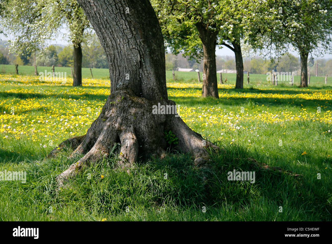 Pear tree trunk hi-res stock photography and images - Alamy