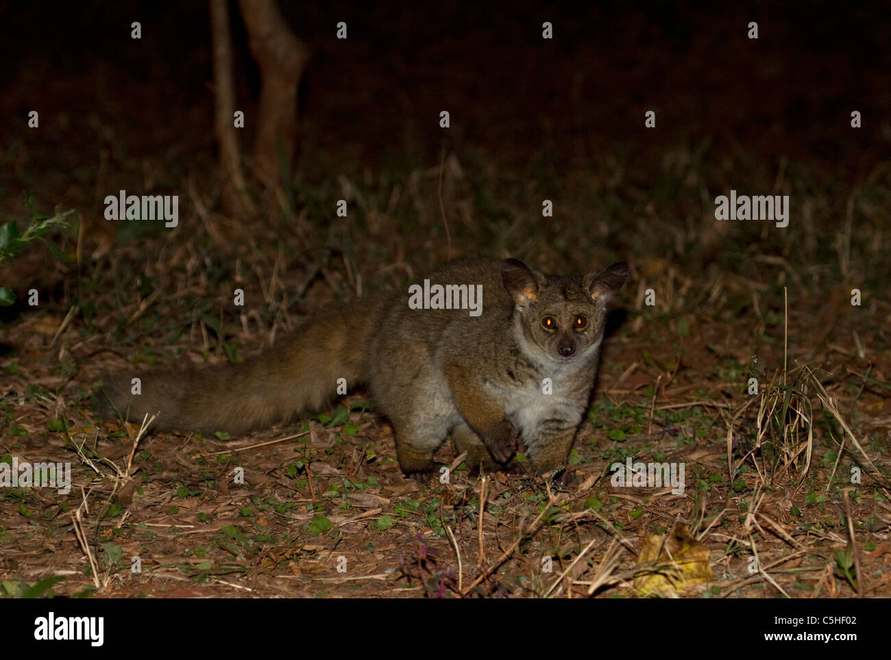 Thick-tailed (greater) galago Stock Photo - Alamy