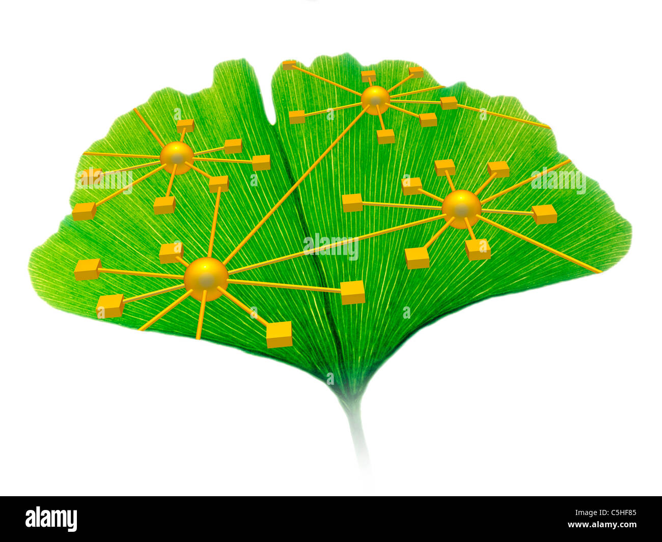 Foliage network Cut Out Stock Images & Pictures - Alamy