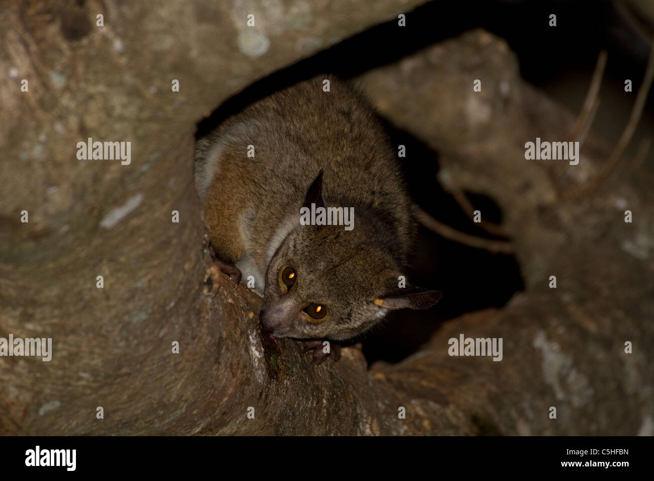 Thick-tailed (greater) galago Stock Photo - Alamy