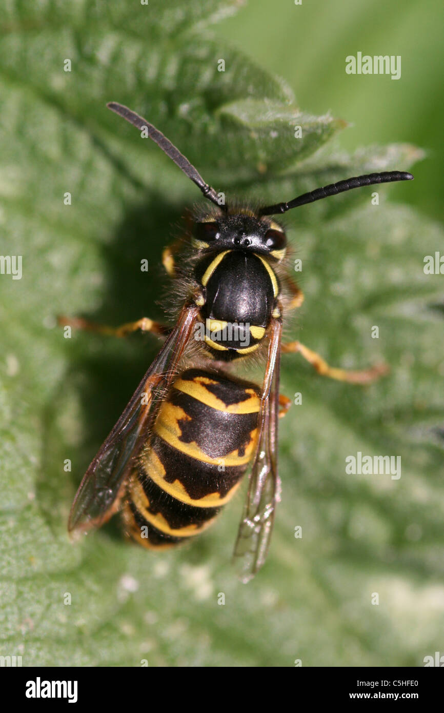 Common Wasp Vespula vulgaris, Lincolnshire, UK Stock Photo - Alamy