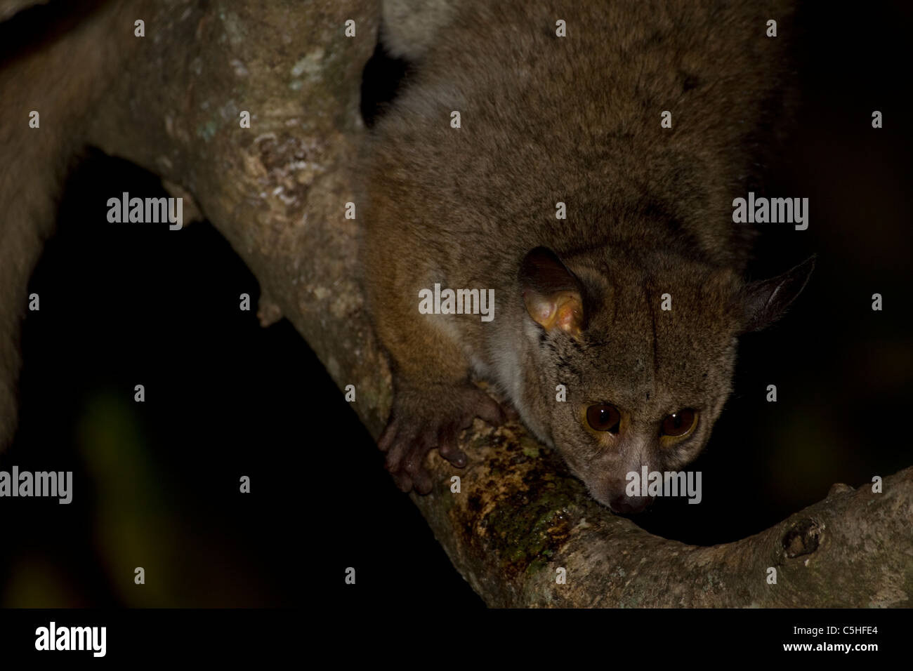 Thick-tailed (greater) galago Stock Photo - Alamy
